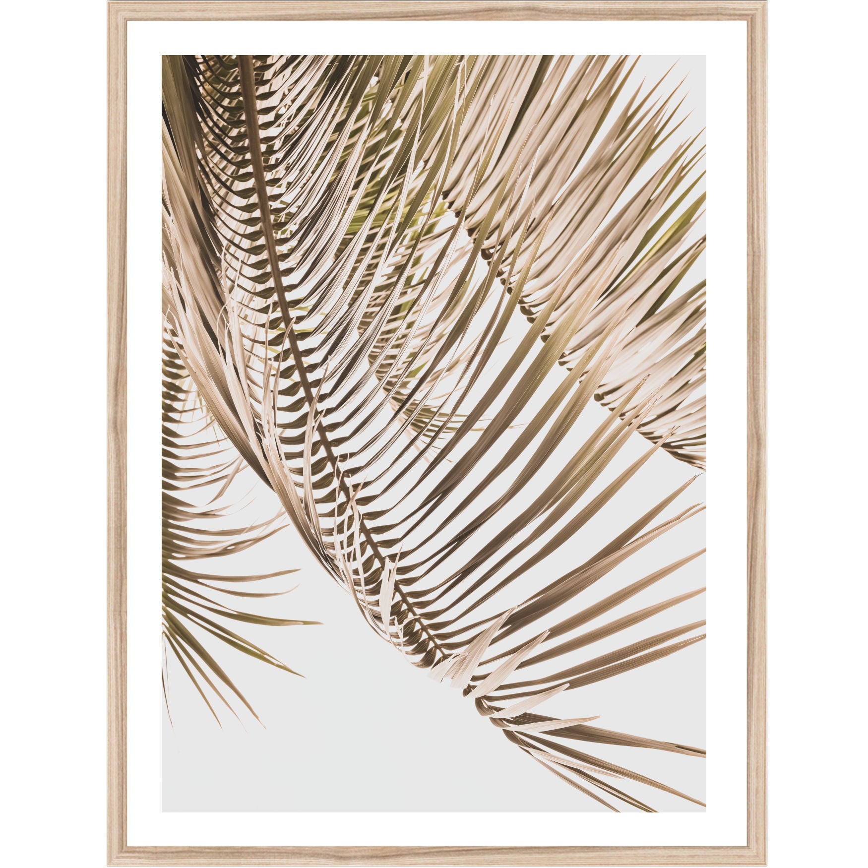 Kentia Palm View | Palm Wall Art | Canvas Print or Art Poster – ARRTOPIA