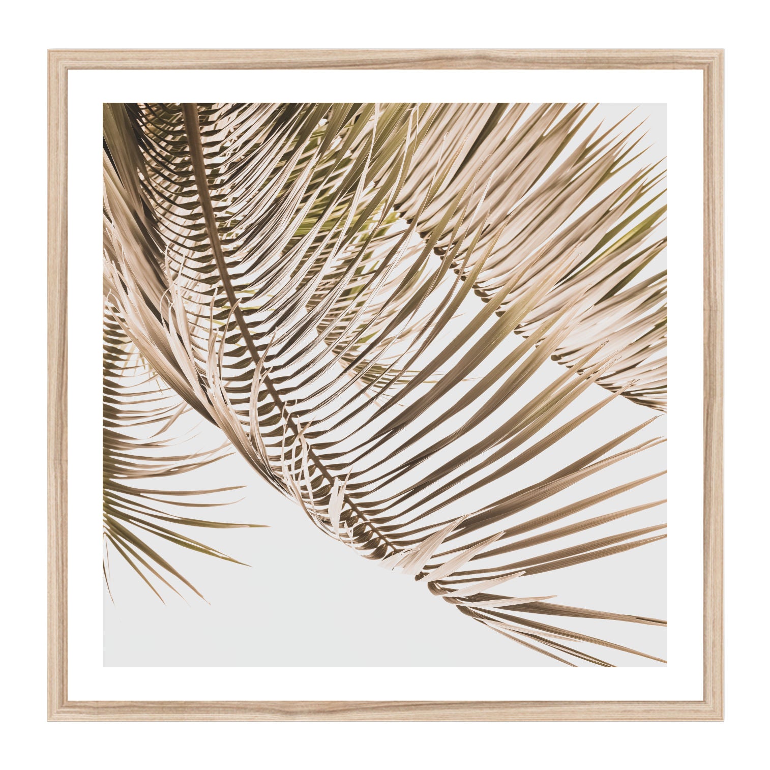 Kentia Palm View | Palm Wall Art | Canvas Print or Art Poster – ARRTOPIA