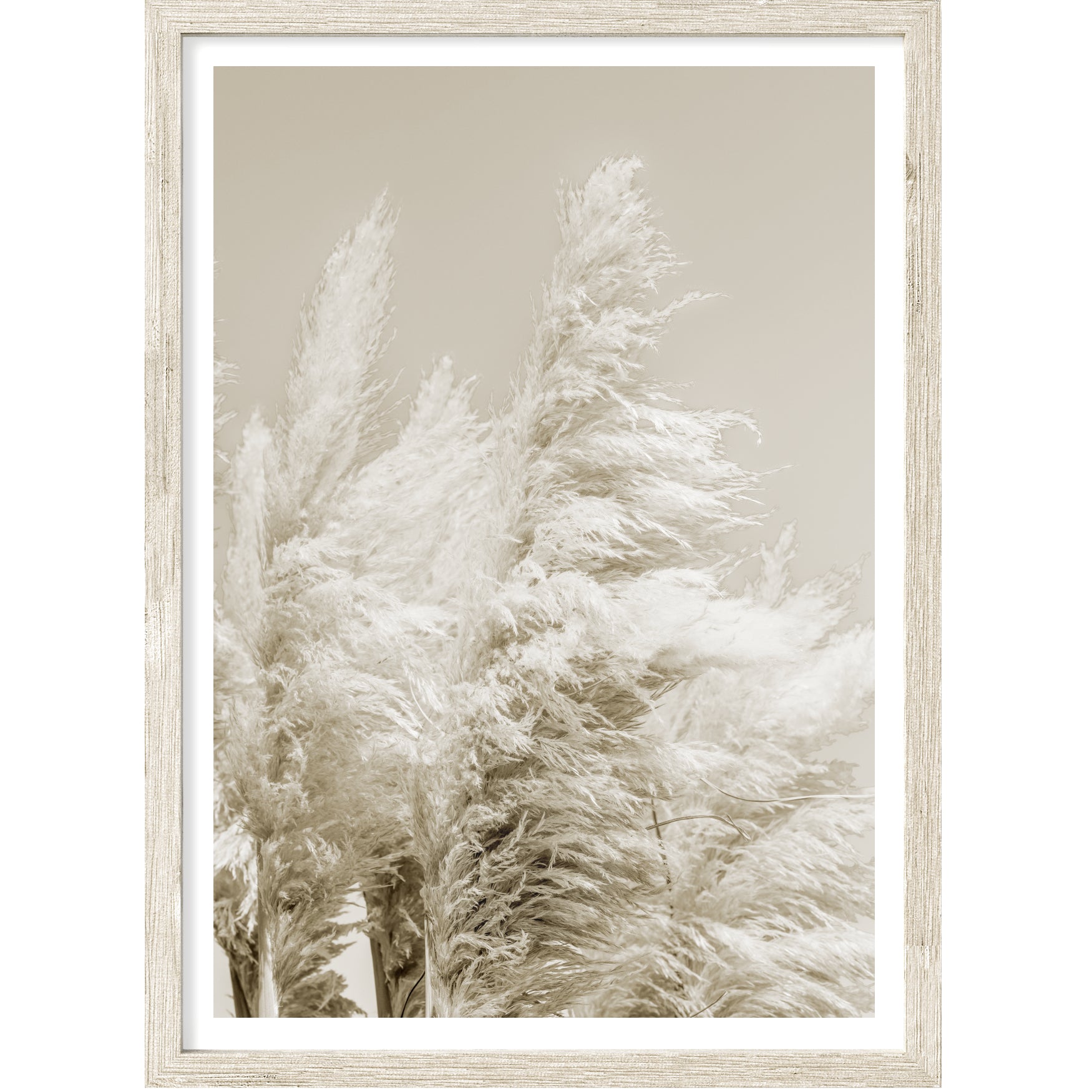 Neutral Pampas Poster | Wall Art Poster or Canvas Print | Botanical ...